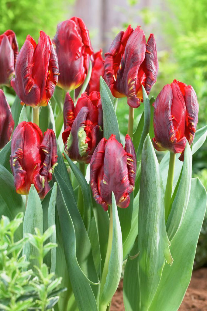 Tulipa Rococo - Tulip Rococo - 5 bulbs – Garden Seeds Market | Free ...