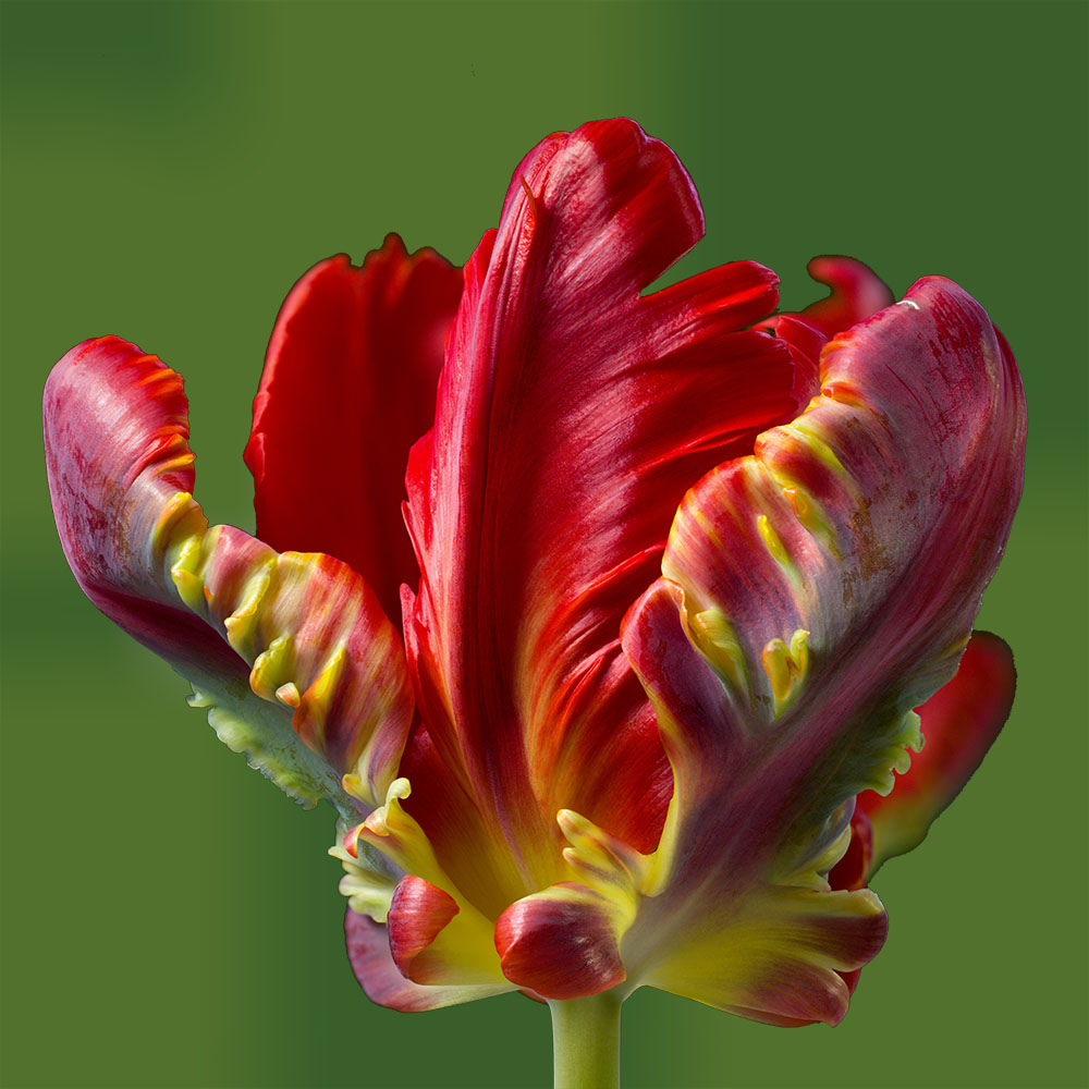 Tulipa Rococo - Tulip Rococo - 5 bulbs – Garden Seeds Market | Free ...