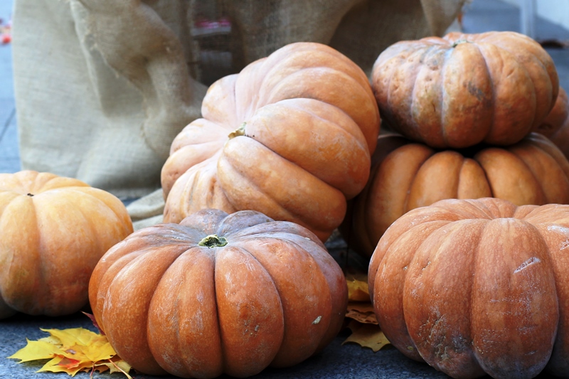 Musk squash "Muscade de Provence" - with very aromatic fruit flesh - 18 ...