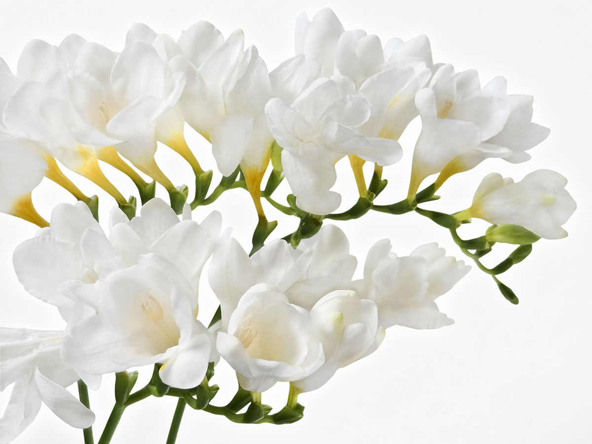 Freesia Single White - 10 bulbs – Garden Seeds Market | Free shipping