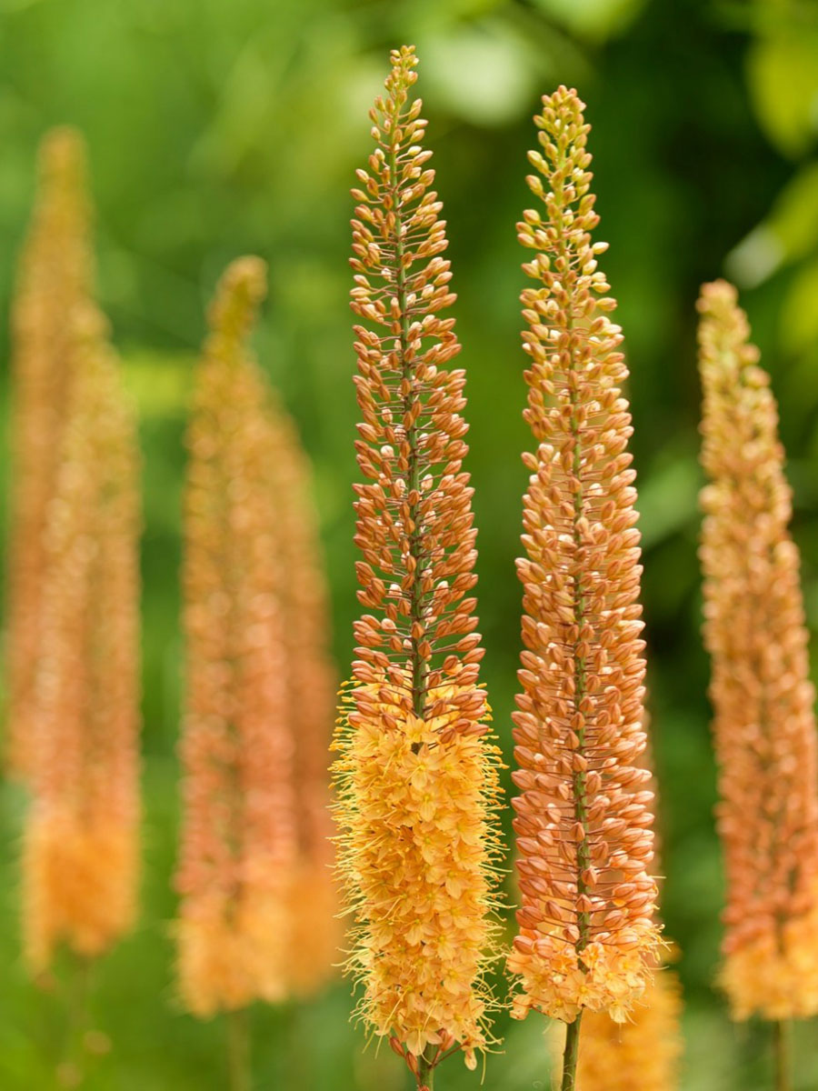 Eremurus, Foxtail Lilies Pinokkio - 1 bulb – Garden Seeds Market | Free ...