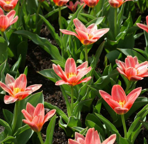 Tulipa Fashion - Tulip Fashion - 5 bulbs – Garden Seeds Market | Free ...
