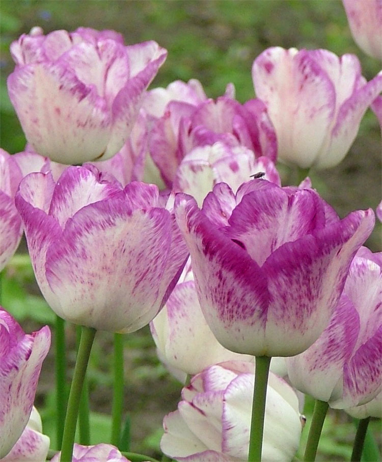 Tulipa Shirley - Tulip Shirley - 5 bulbs – Garden Seeds Market | Free ...