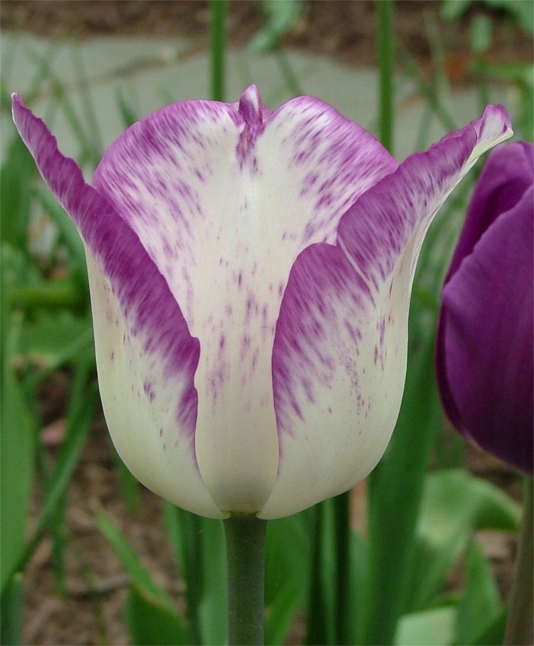 Tulipa Shirley - Tulip Shirley - 5 bulbs – Garden Seeds Market | Free ...