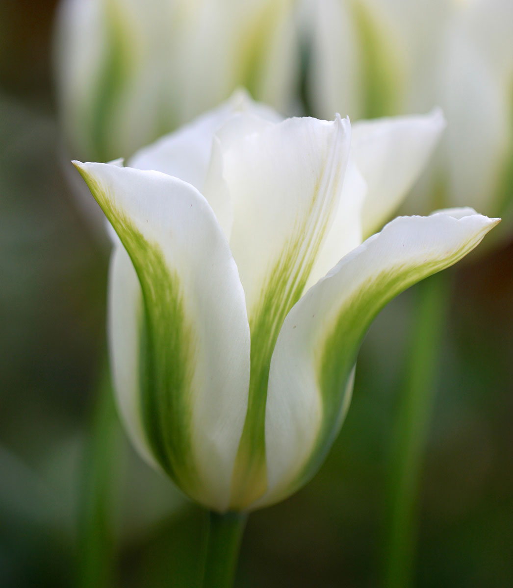Tulipa Spring Green - Tulip Spring Green - 5 bulbs – Garden Seeds ...