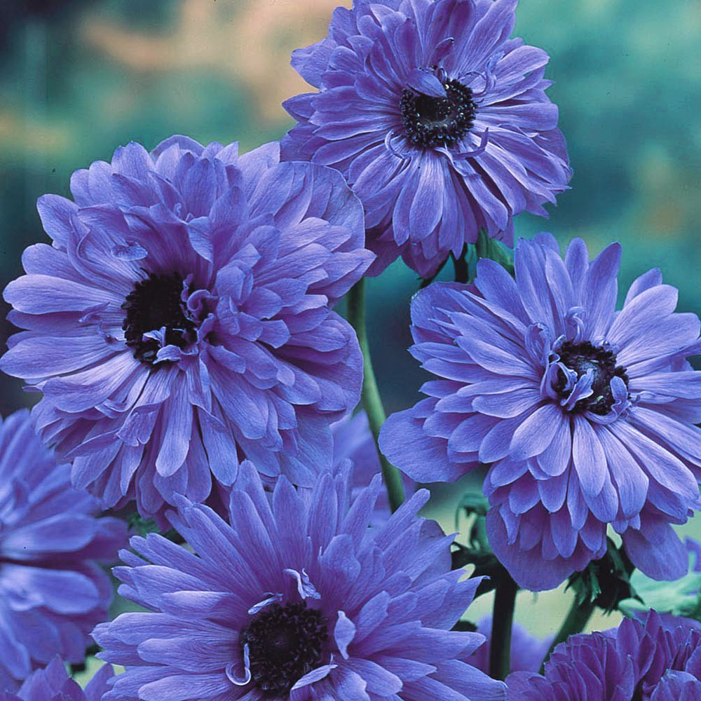 Double anemone – Lord Lieutenant – 100 pcs; poppy anemone, windflower ...