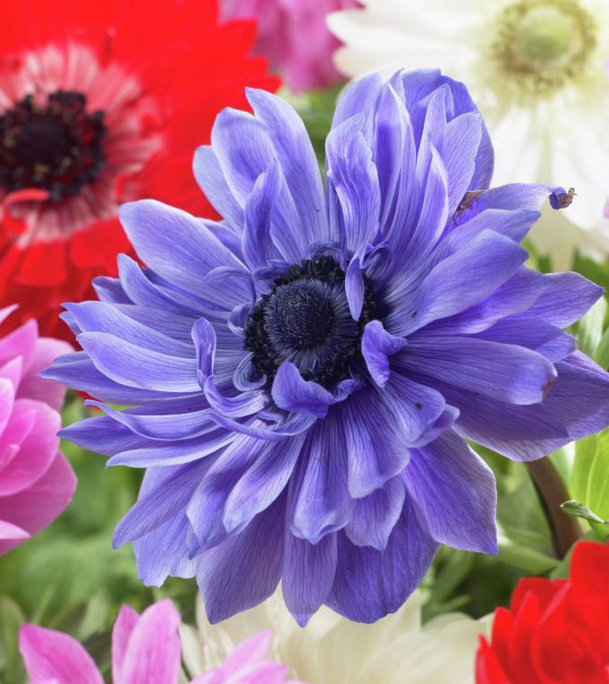 Double anemone – Lord Lieutenant – 100 pcs; poppy anemone, windflower ...