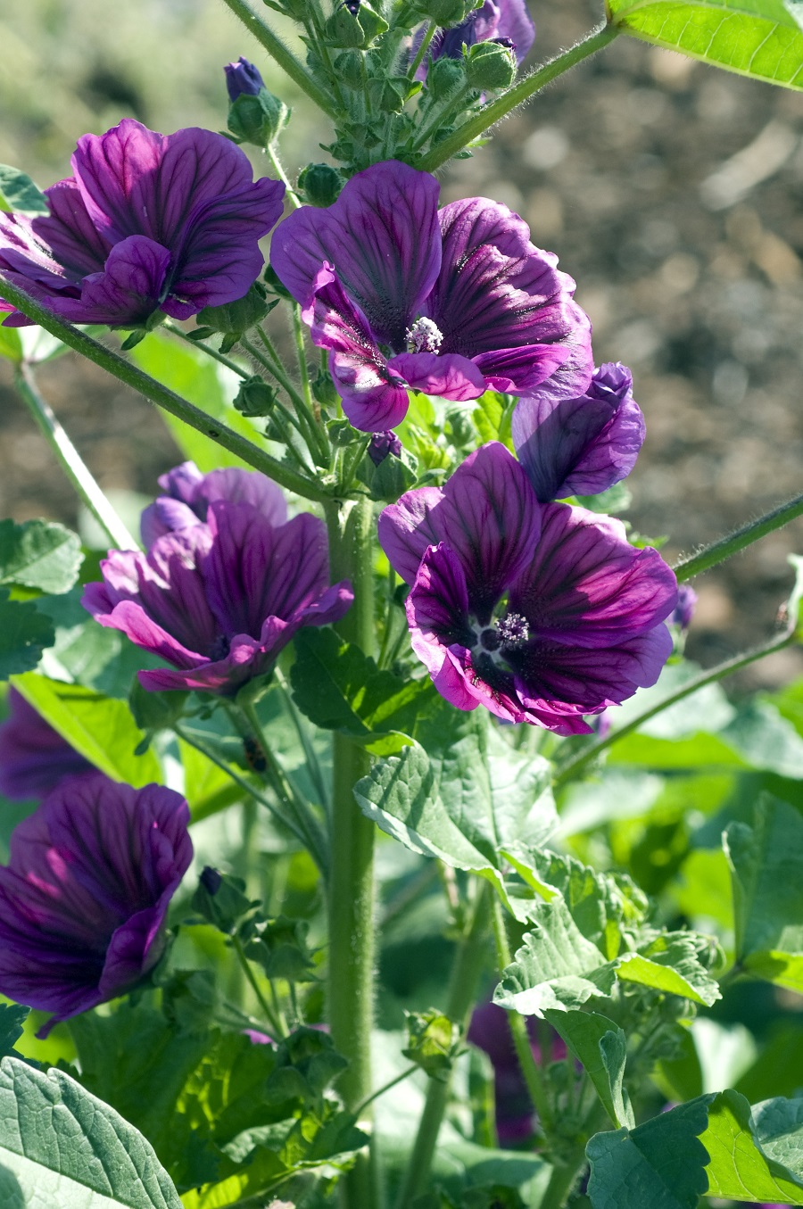 Common mallow, Cheeses, High mallow, Tall mallow (Malva sylvestris var ...