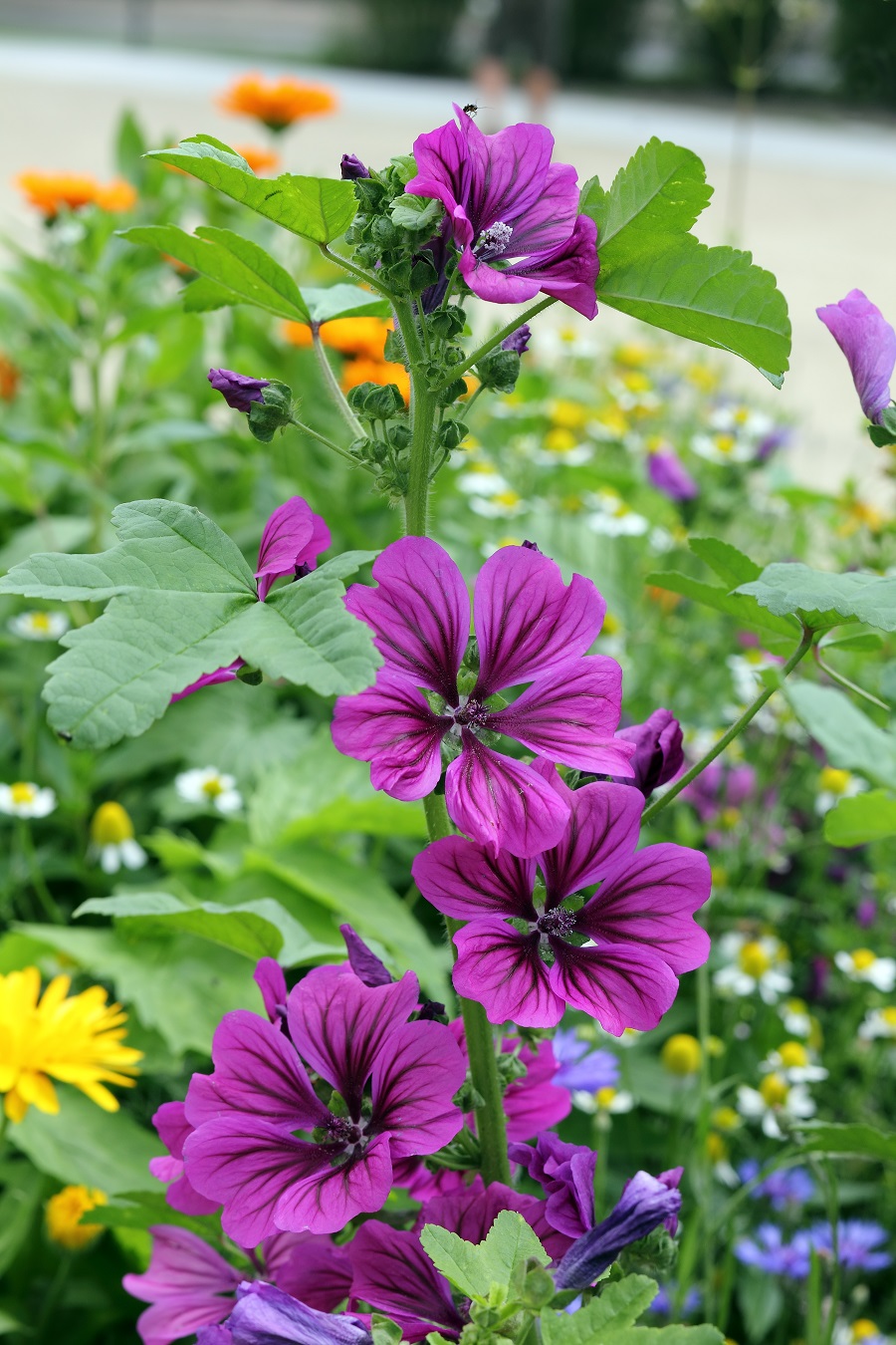 Common mallow, Cheeses, High mallow, Tall mallow (Malva sylvestris var ...
