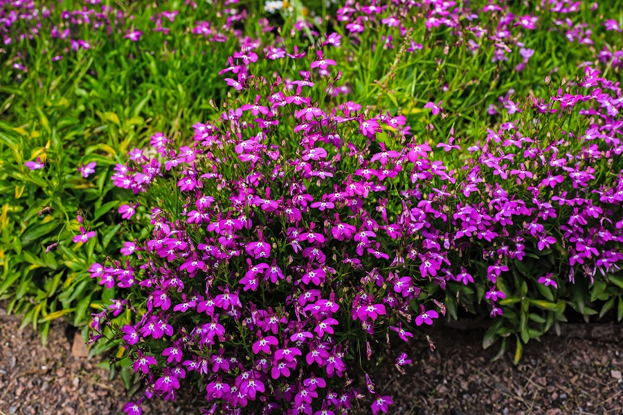 Purple Garden lobelia "Mitternachtsblau", Edging lobelia, Trailing ...