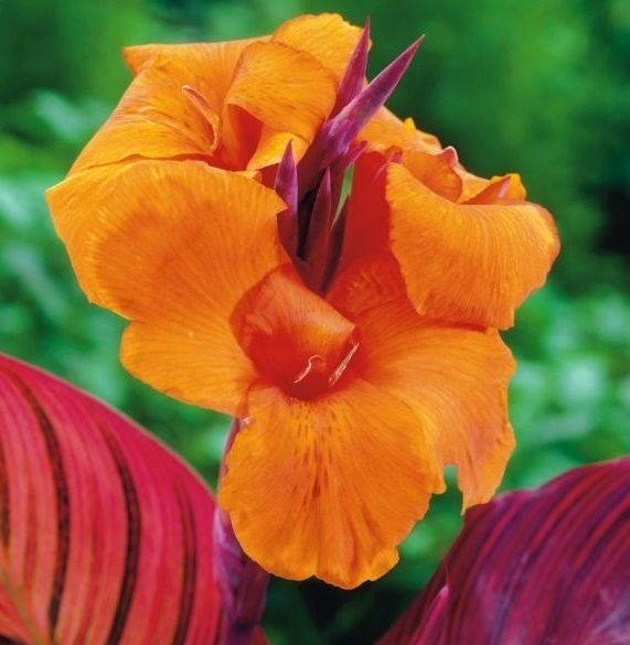 Canna Tropicana - bulb/tuber/root – Garden Seeds Market | Free shipping