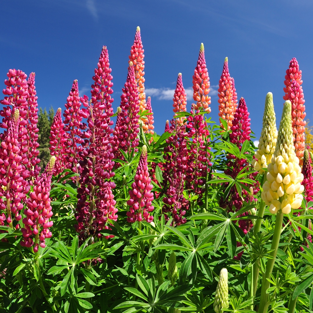 Lupinus, Lupin, Lupine The Pages - 1 bulb – Garden Seeds Market | Free ...