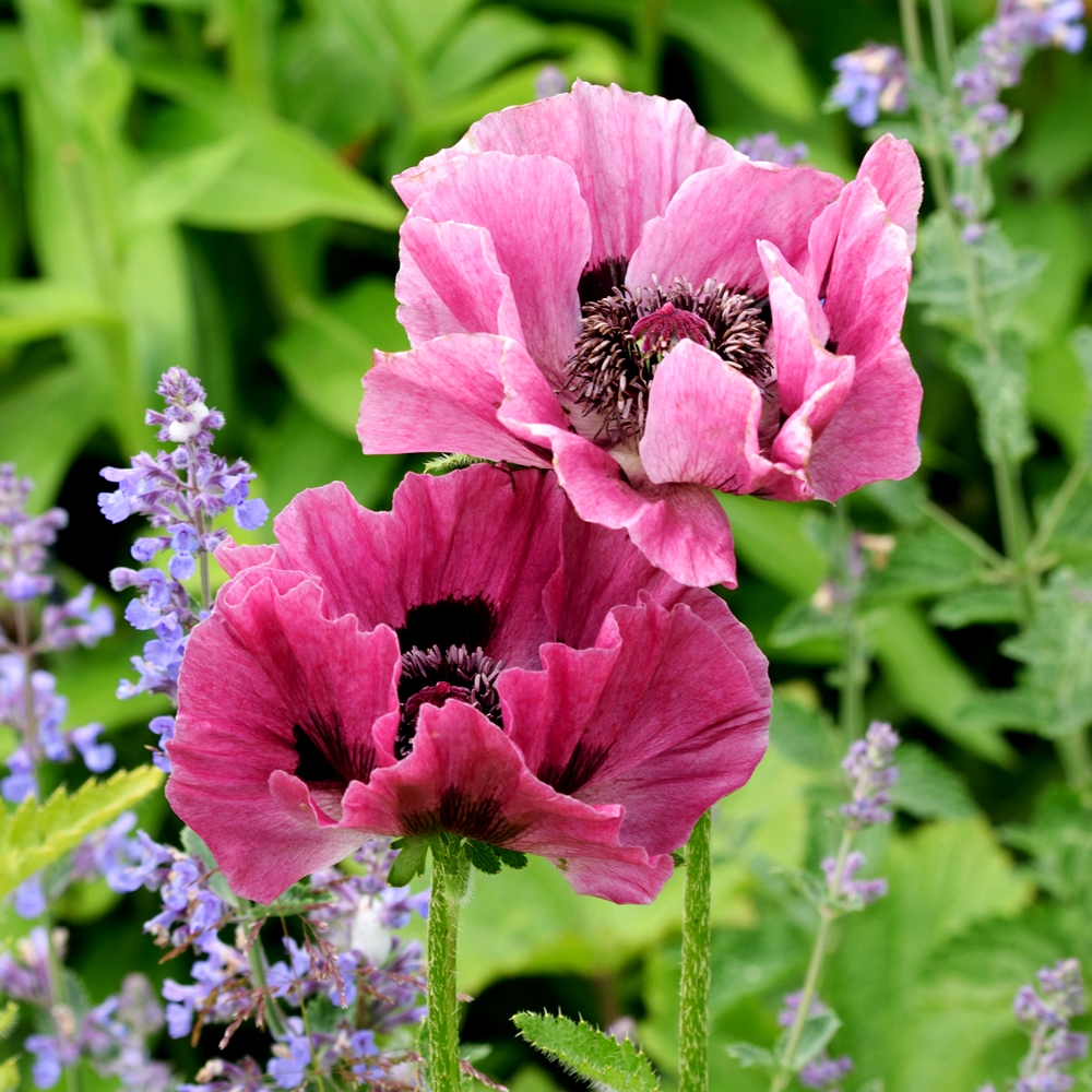 Oriental poppy - variety mix - 1750 seeds – Garden Seeds Market | Free ...