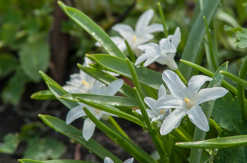 Chionodoxa Luciliae Alba - Glory of Snow Luciliae Alba - 10 bulbs ...