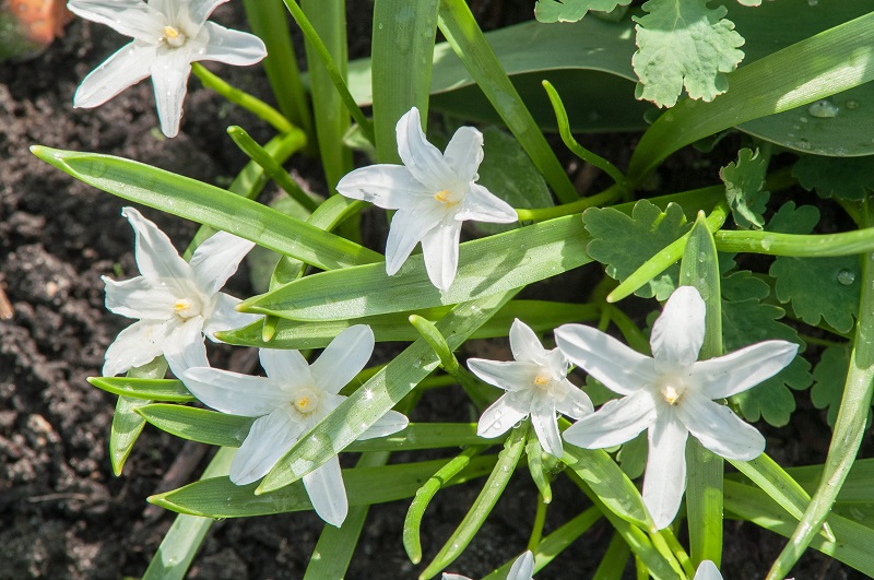 Chionodoxa Luciliae Alba - Glory of Snow Luciliae Alba - 10 bulbs ...