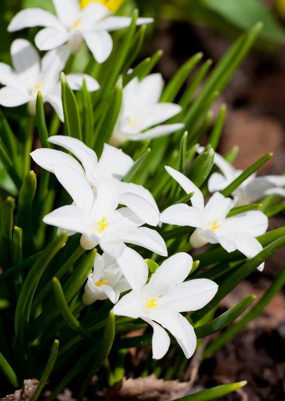 Chionodoxa Luciliae Alba - Glory of Snow Luciliae Alba - 10 bulbs ...