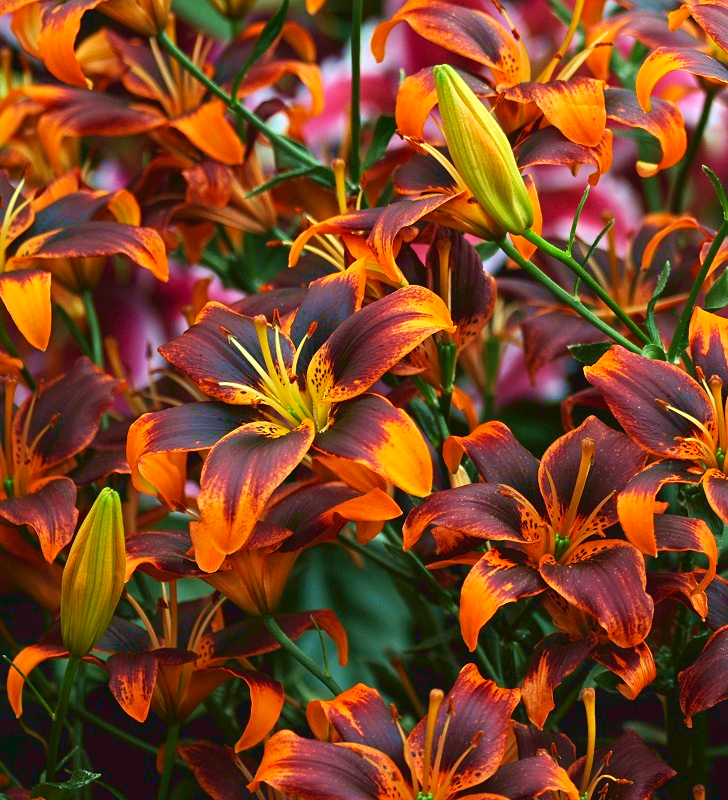 Lilium, Lily Forever Susan - 1 bulb – Garden Seeds Market | Free shipping