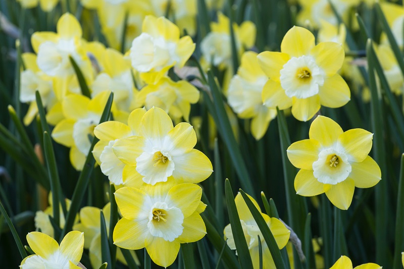 Narcissus Pipit - Daffodil Pipit - 5 bulbs – Garden Seeds Market | Free ...