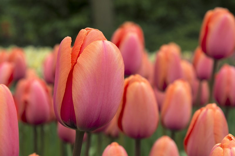 Tulipa Dragon King - Tulip Dragon King - 5 bulbs – Garden Seeds Market ...
