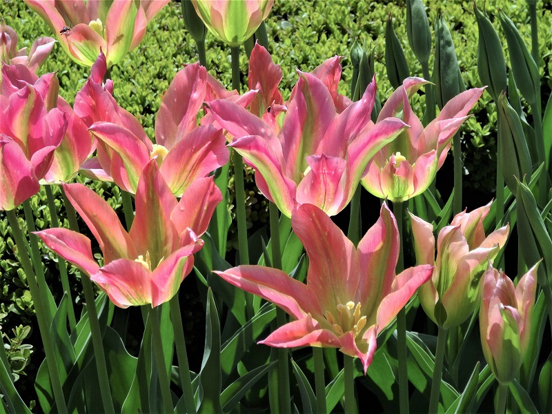 Tulipa Florosa - Tulip Florosa - 5 bulbs – Garden Seeds Market | Free ...