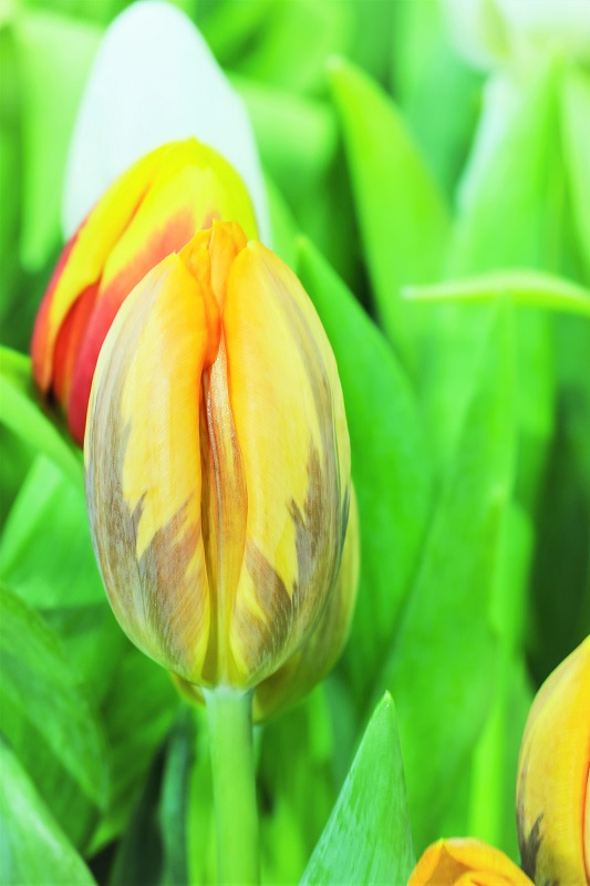 Tulipa Ravana - Tulip Ravana - 5 bulbs – Garden Seeds Market | Free ...