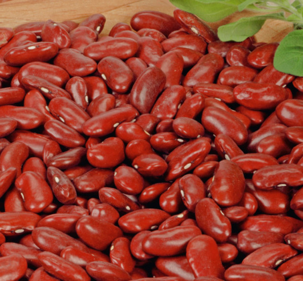 Червен боб "Kreacja" - много продуктивен сорт - Phaseolus vulgaris L ...