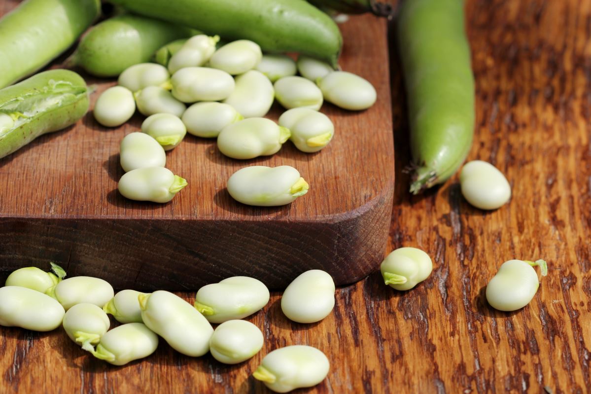 Broad bean "White Windsor" - TREATED SEEDS – Garden Seeds Market | Free ...