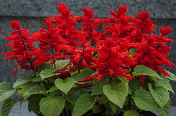 Sauge rouge - Czardasz - Salvia splendens - graines – Garden Seeds ...