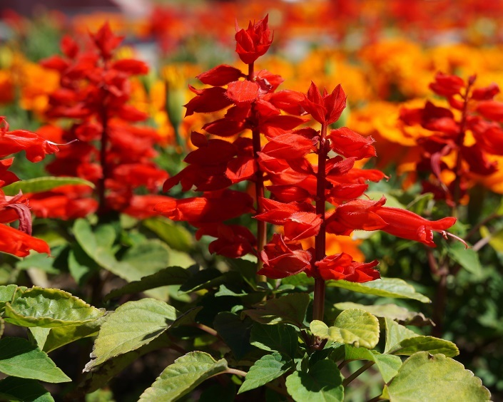 Sauge rouge - Czardasz - Salvia splendens - graines – Garden Seeds ...