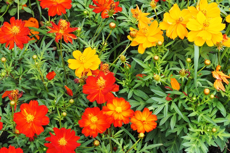 Top quality Cosmos seeds for sale at wholesale prices! 100 varieties ...