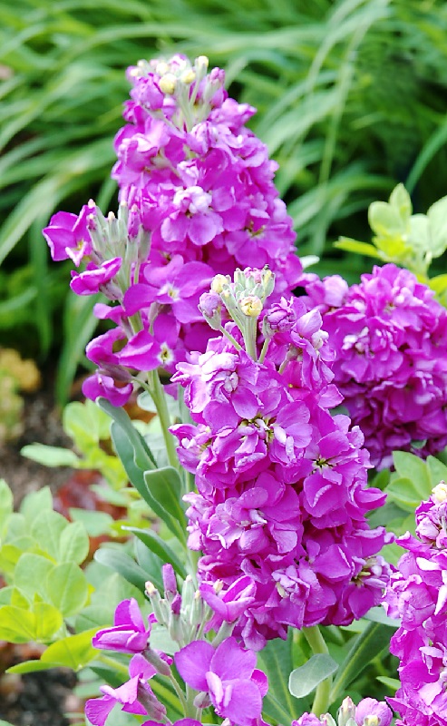 Hoary stock "Varsovia Jaga" - pale pink-violet; gilly flower – Garden ...