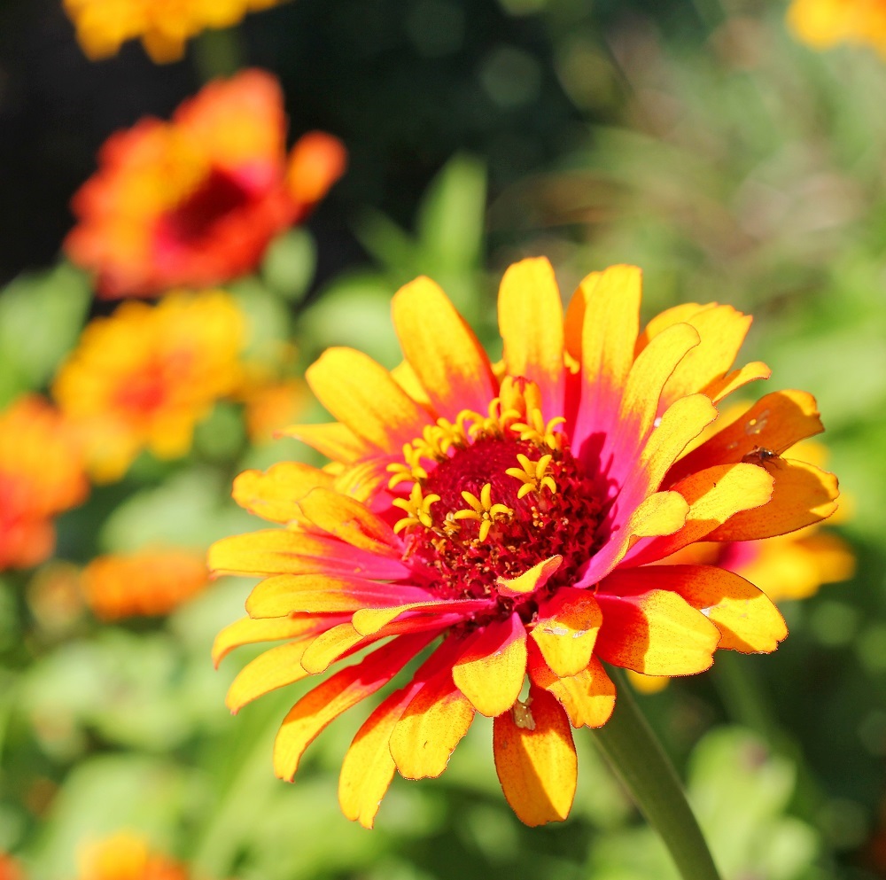Mexican Zinnia, Persian Carpet seeds - Zinnia haageana - 300 seeds ...