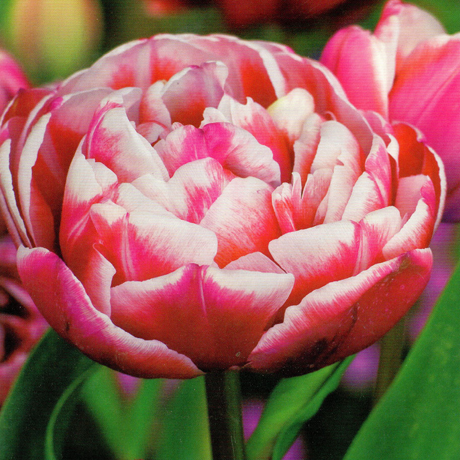 Tulipa Drumline - Tulip Drumline - 5 bulbs – Garden Seeds Market | Free ...