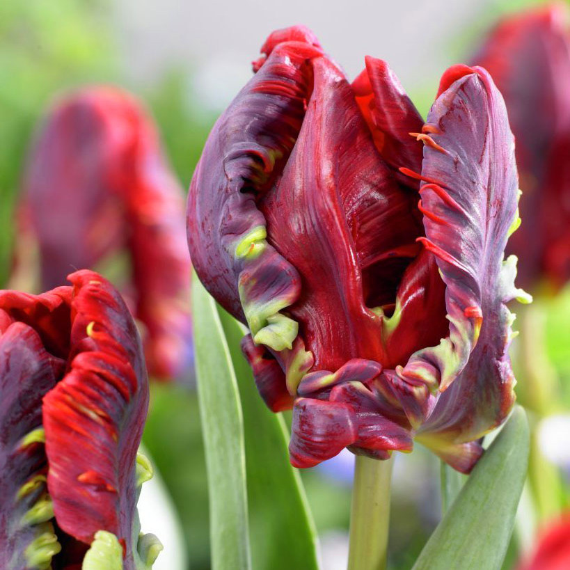 Tulipa Rococo - Tulip Rococo - 5 bulbs – Garden Seeds Market | Free ...