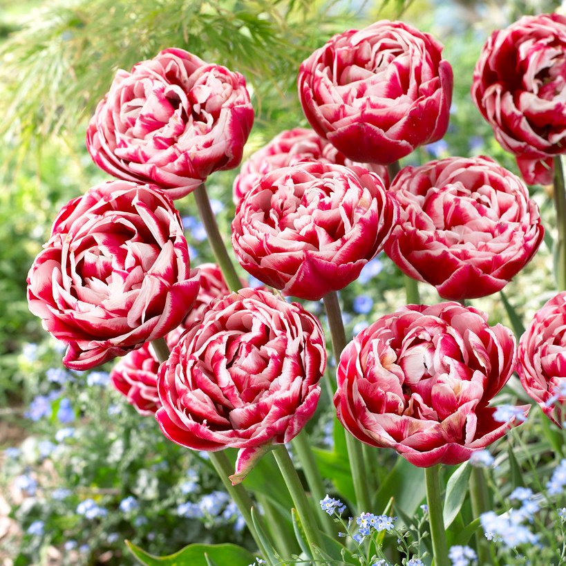 Tulipa Drumline - Tulip Drumline - 5 bulbs – Garden Seeds Market | Free ...