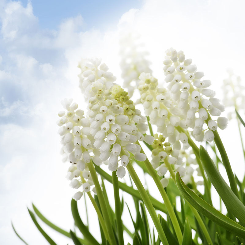 Muscari Siberian Tiger - Grape Hyacinth Siberian Tiger - 10 bulbs ...