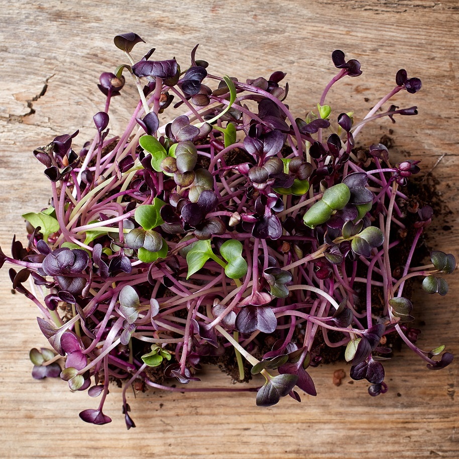 Sprouting seeds - Radish "Red Purple" – Garden Seeds Market | Free shipping