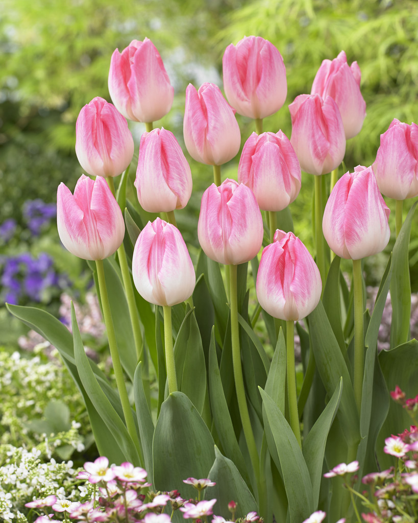 Tulipa First Class - Tulip First Class - 5 bulbs – Garden Seeds Market ...