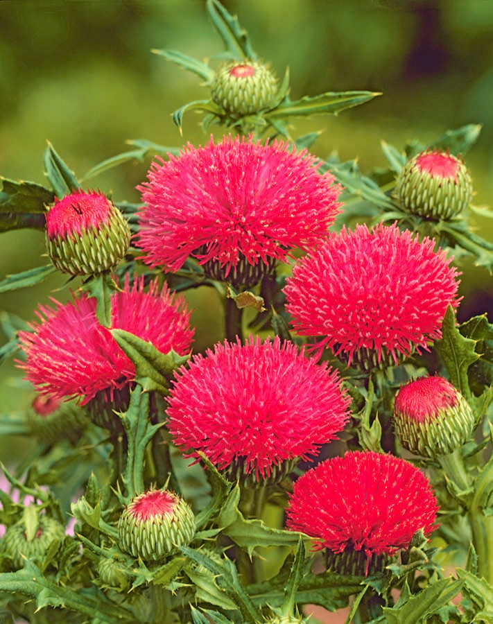 Japanese Thistle mixed seeds - Cirsium japonicum - 45 seeds – Garden ...