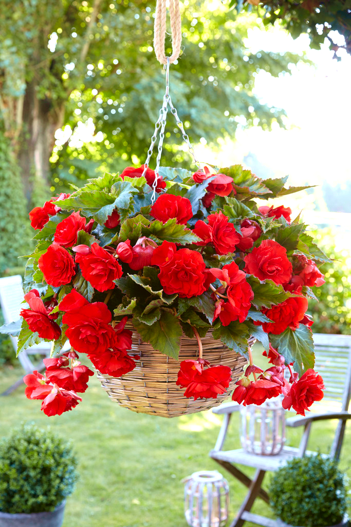 Begonia Pendula Cascade Red - 2 cibule - Begonia ×tuberhybrida pendula ...