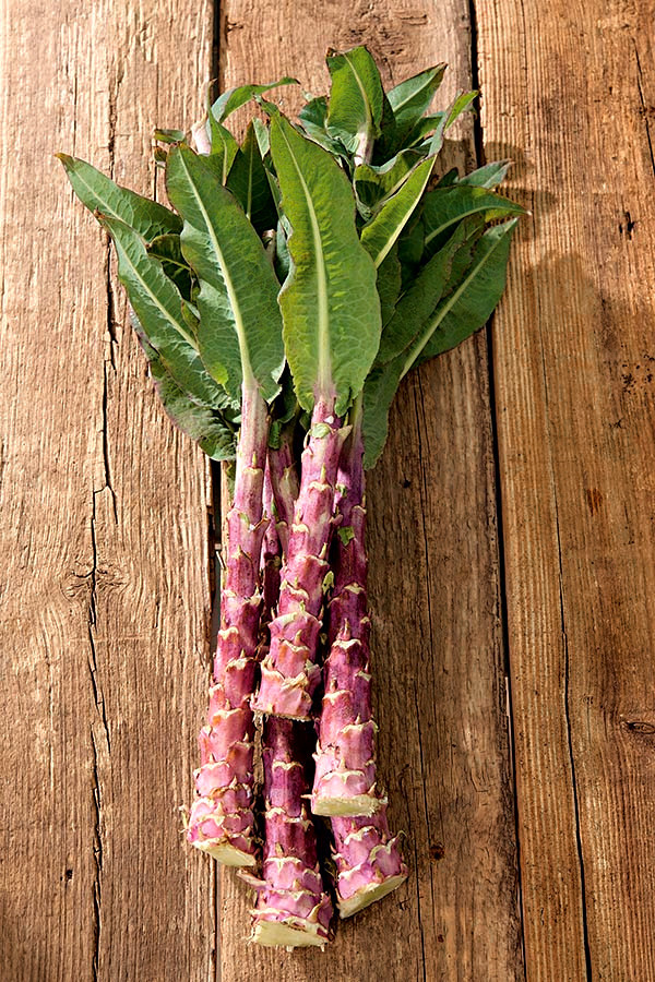 Stem Lettuce Karola seeds - Lactuta sativa – Garden Seeds Market | Free ...