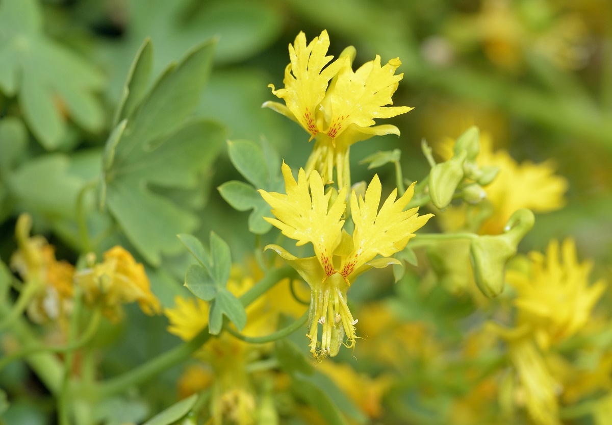 Canary creeper, Canarybird flower, Canarybird vine, Canary nasturtium ...