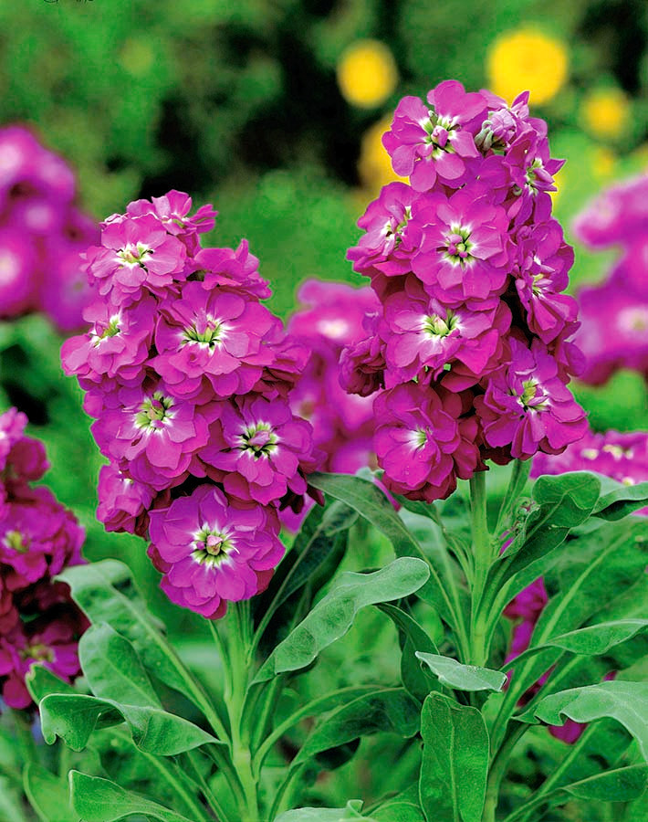 Hoary stock "Varsovia Kama" - carmine-pink; gilly flower – Garden Seeds ...