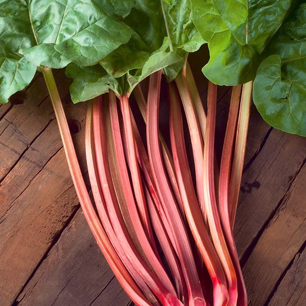 Rheum, Rhubarb Red Champagne - bulb – Garden Seeds Market | Free shipping