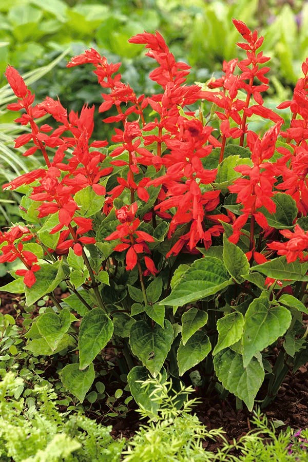 Sauge rouge - Czardasz - Salvia splendens - graines – Garden Seeds ...