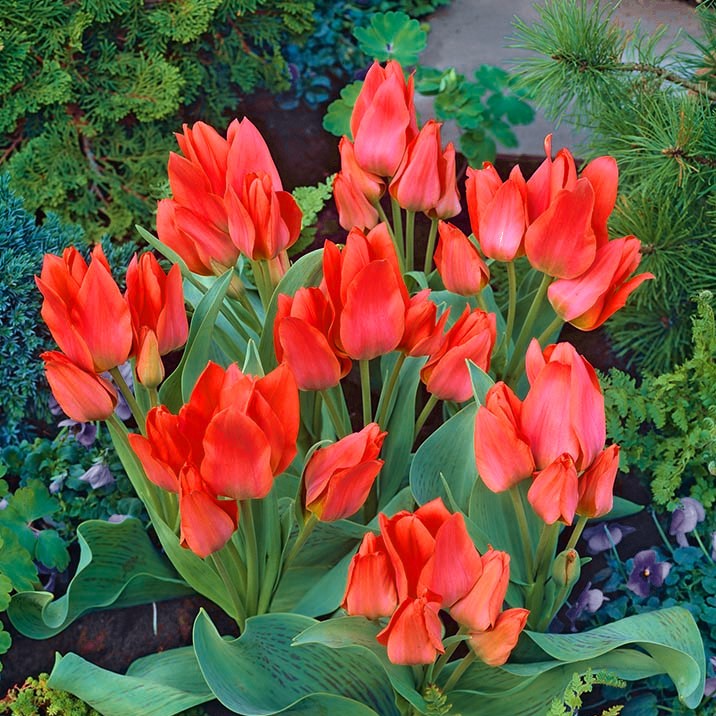 Tulipa Toronto - Tulip Toronto - 5 bulbs – Garden Seeds Market | Free ...