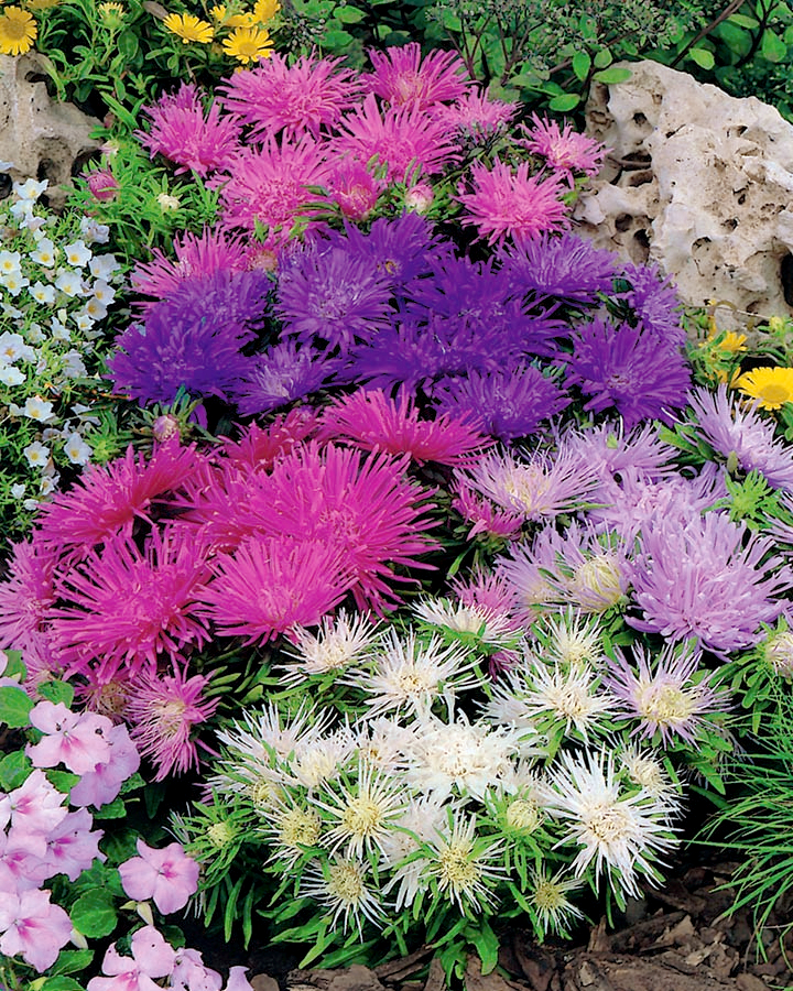 Chinese dwarf aster "Teisa Stars" - 150 seeds – Garden Seeds Market ...