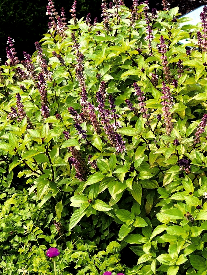 Cinnamon Basil seeds - Ocimum basilicum - 325 seeds – Garden Seeds ...