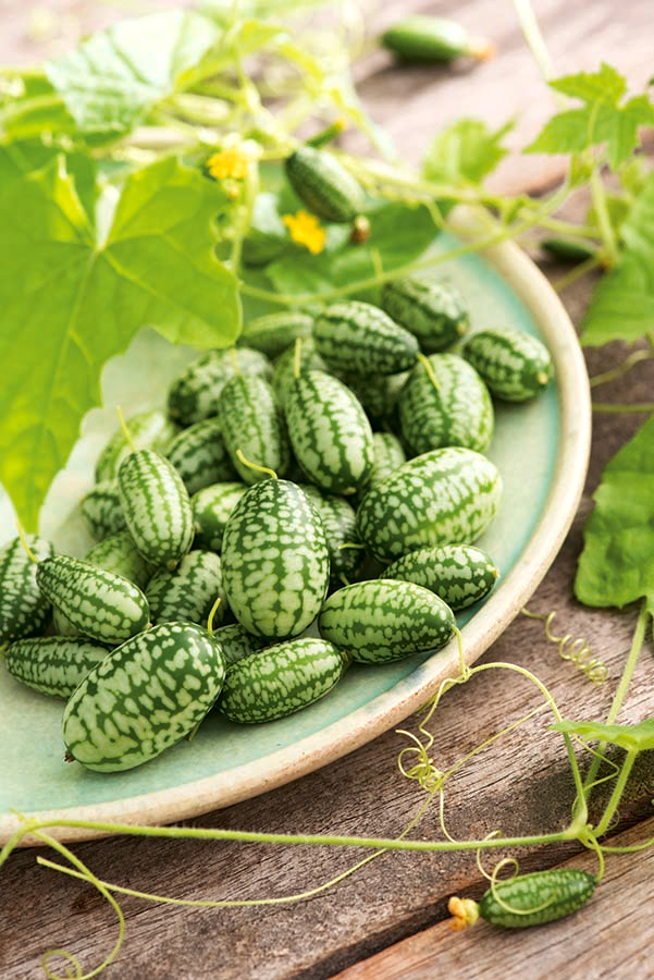 Mexican sour gherkin, Cucamelon, Mouse melon - 9 seeds – Garden Seeds ...