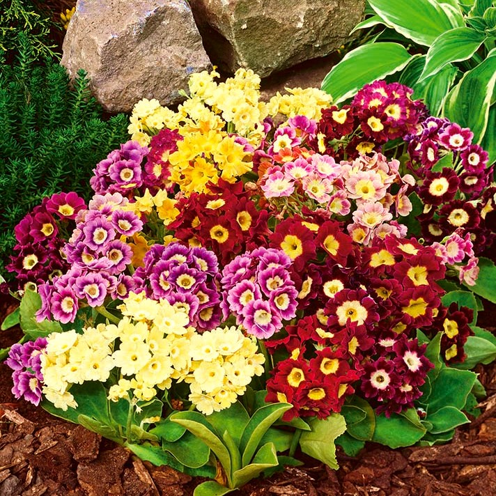Primrose mixed seeds - Primula x pubescens - 110 seeds – Garden Seeds ...